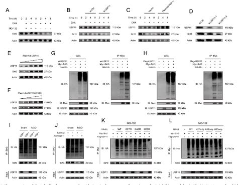 Figure 5 From The Deubiquitinase Usp11 Ameliorates Intervertebral Disc