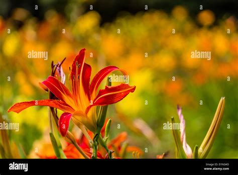 Beautiful Red And Yellow Day Lily Flower Stock Photo Alamy