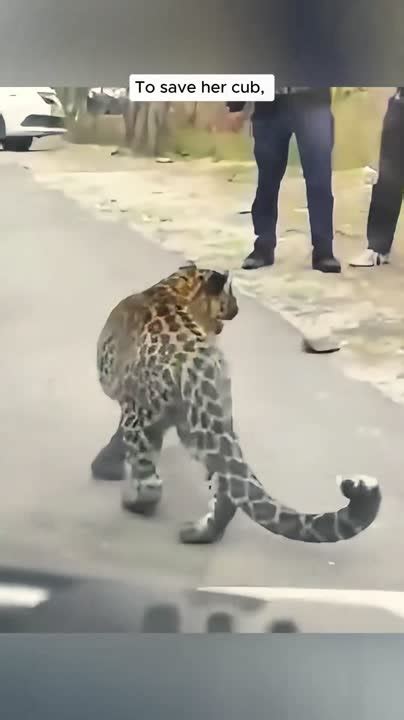 Srihari S On Linkedin 💖🐆