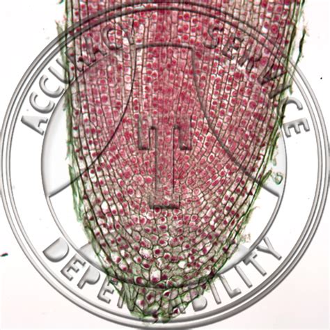 Raphanus Sativus Root Tip Ls Prepared Microscope Slide
