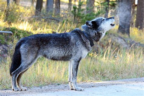 Волк вид сбоку картинки для рабочего стола и фото обои