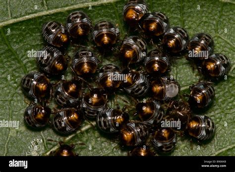 Stink Bug Nymphs Stock Photo Alamy