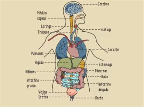 ᐉ Qué órgano del cuerpo trabaja más Peso Muerto