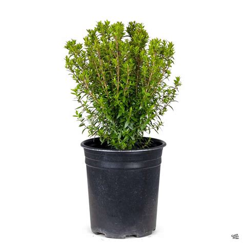 Dwarf Myrtle — Green Acres Nursery And Supply