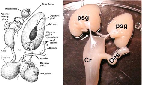 Squid Digestive System