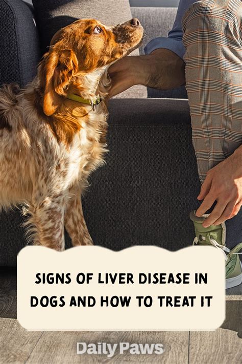 Signs Of Liver Disease In Dogs And How To Treat It Artofit