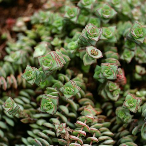 9 Most Popular Succulent Varieties