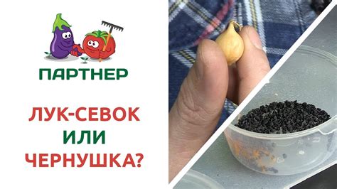 ЛУК-СЕВОК ИЛИ ЧЕРНУШКА? - YouTube