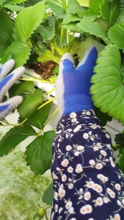 [딸기 2화방 적화작업] Youtube