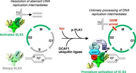 Model For Vpr Mediated G2 Arrest Through Remodeling Of The Slx4