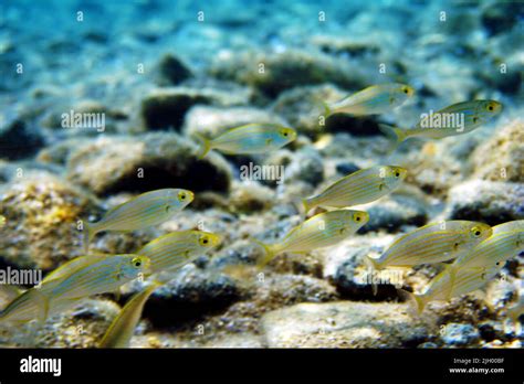 Salema Porgy Saltwater Dreamfish Underwater Shot In The Mediterranean
