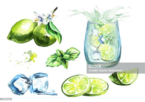 얼음 조각 라임 모 히 토 세트와 민트 잎 고립 된 흰색 배경 설정 수채화 손으로 그린 그림 감귤류 과일에 대한 스톡 벡터 아트 및 기타 이미지 Istock