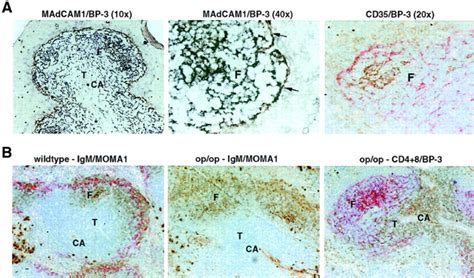 Costaining Of Bp 3⁺ Stromal Cell Subsets With Madcam 1 And Cd35 Cr1 Download Scientific