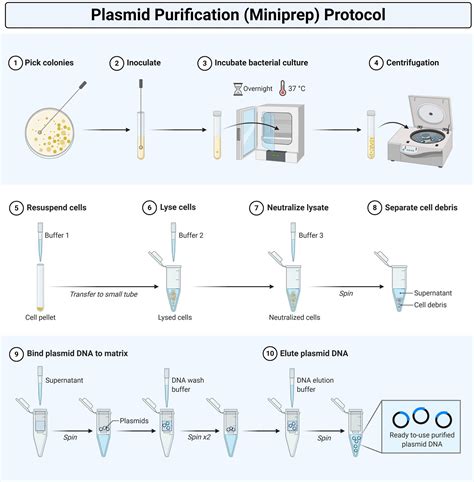 Genscript Biologyfacts The Purification Of Plasmid Dna Facebook