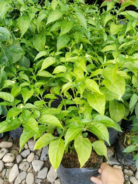 Siling Labuyo Potted Furniture And Home Living Gardening Plants