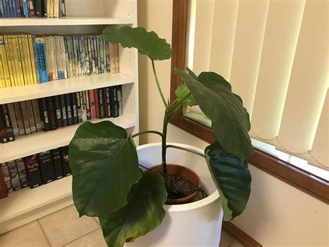Why Are My Ficus Trees Leaves Drooping Is It Sick Rplantclinic