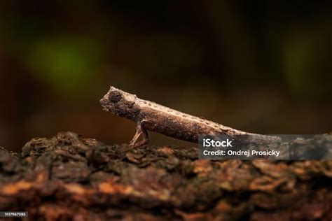 Brookesia Thieli Domergues Leaf Chameleon Or Thiels Pygmy Branch In