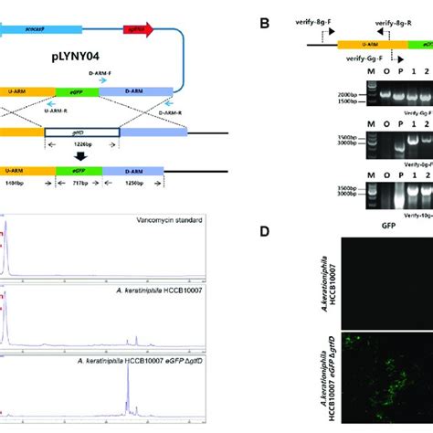 Crispr Cas9 Mediated The Deletion Of Gtfd And The Insertion Of Egfp In Download Scientific