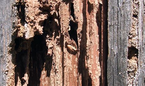 Define Decomposer