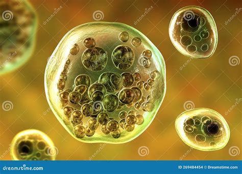 Rhinosporidium Seeberi Parasite The Causative Agent Of