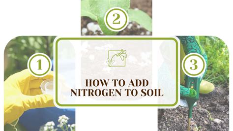 How To Add Nitrogen To Soil Ten Common Things That Work Like Magic Plant America