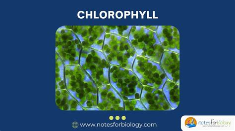 Chlorophyll Definition Structure Types Biosynthesis