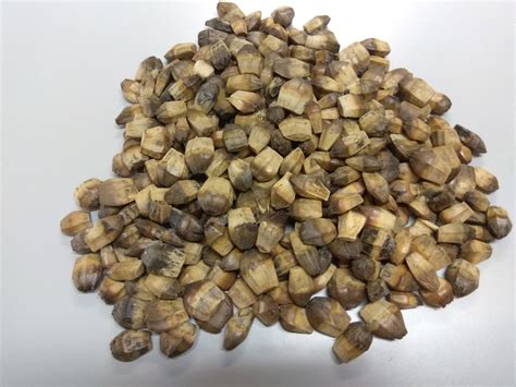 Pandanus Utilis Seeds