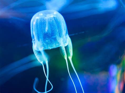 Box Jellyfish Learn All About The Box Jellyfish