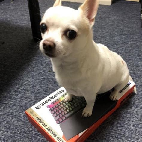 Ikacha いかちゃ Youtube