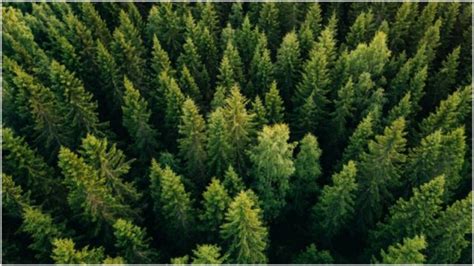 Incredible Forest Crop Circles Appear In Japan The Vintage News