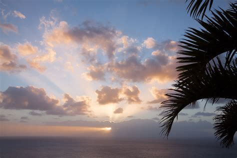 무료 이미지 바닷가 바다 연안 나무 대양 수평선 실루엣 개요 구름 하늘 태양 해돋이 일몰 햇빛 아침 새벽 황혼 저녁 주황색 손바닥 안에