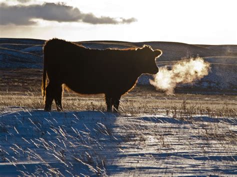 Bale Feeding Options Pros And Cons Of Common Strategies Alberta Beef