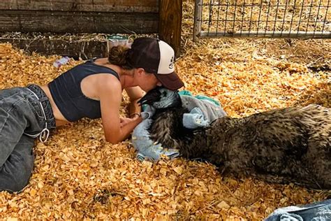 What Is Avian Flu The Disease Afflicting Viral Tiktok Emu Emmanuel