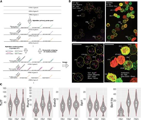 Figure 2 From Multi Scale Dynamical Modeling Of T Cell Development From An Early Thymic