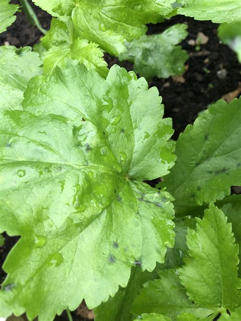Parsnip Leaf Spot — Bbc Gardeners World Magazine