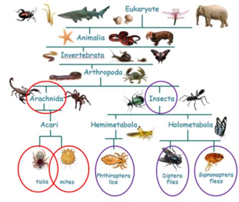 Parasitology Ectoparasite Control Flashcards Quizlet