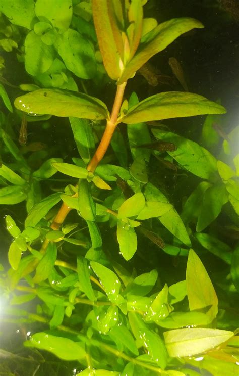 Амманія мультифлора | AquaPlants