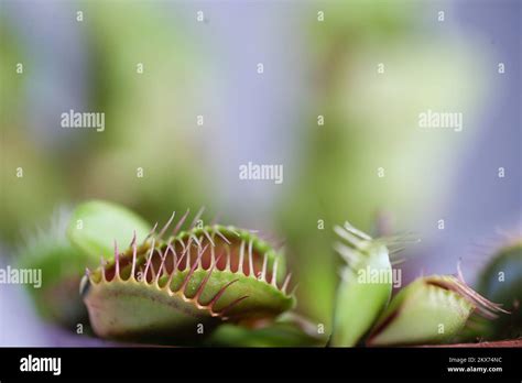 090702018 Zagreb Croatia The Venus Flytrap Dionaea Muscipula