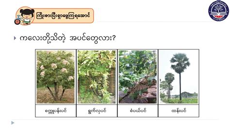 Grade 2 အခန်း ၃ အပင်များကိုနှိင်းယှဥ်ခြင်း၊ စာမျက်နှာ ၂၄ မှ ၃၁ အပိုင်း ၁ Youtube