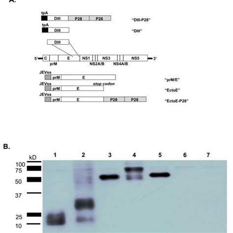 Schematic Diagram Of Constructs And Expression Of Vaccine Plasmids