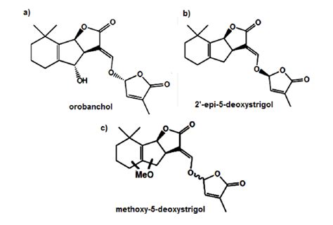 Chemical Structure Of Orobanchol A 2 Epi 5 Deoxystrigol B And