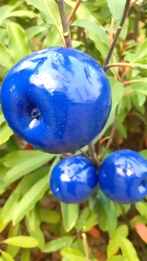 Fruit Video Reels Foodgator Reelsviral Reelsvideo Reelsinstagram