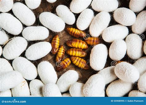Closeup Of Silkworm Pupae Stock Image Image Of Species 55908995