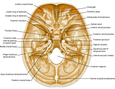 Rcsi Drawing Internal Surface Of Cranial Base English Labels