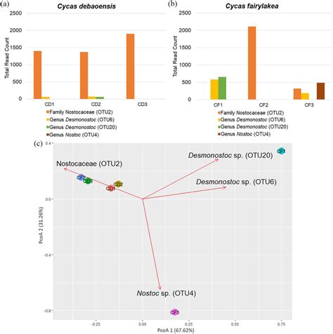 Cyanobacterial Composition Between Coralloid Roots Of C Debaoensis Download Scientific Diagram