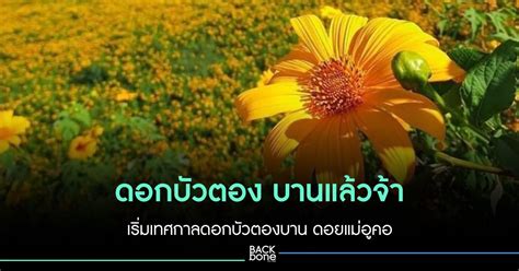 บานแล้วจ้า ดอกบัวตอง เริ่มเทศกาลดอกบัวตองบาน ดอยแม่อูคอ