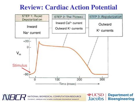 Ppt Thursday Monodomain Modeling In Cardiac Electrophysiology Powerpoint Presentation Id