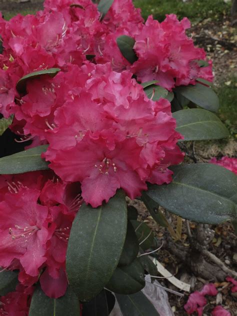 Rhododendron Hfandg