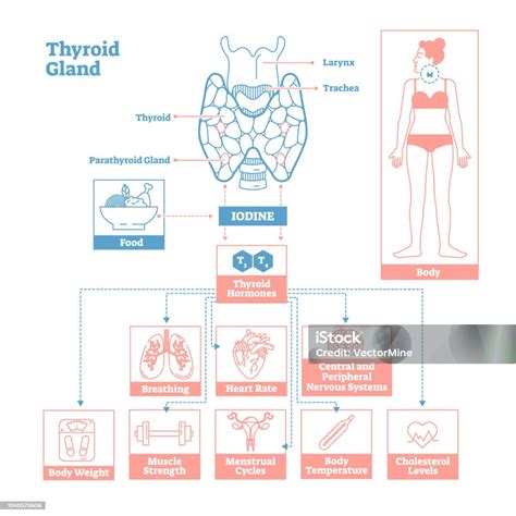 Endocrine System Flow Chart