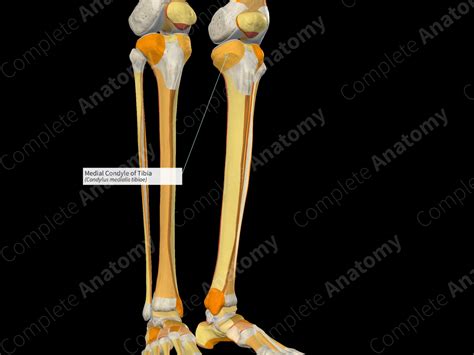 Medial Condyle Of Tibia Complete Anatomy